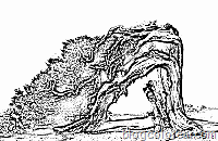 Flora de Canarias para colorear - Colorear dibujos infantiles